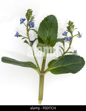 Bachbunge, Bach-Ehrenpreis, Veronica, beccabunga, Wasserpflanze ...