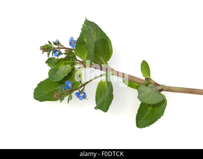 Bachbunge, Bach-Ehrenpreis, Veronica, beccabunga, Wasserpflanze ...