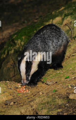 Badger, wild, native, European badger eating peanuts in natural ...