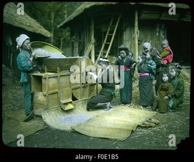 Rice being poured into a wooden mechanical hopper, showcasing ...
