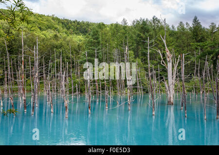Shirogane, Biei, Hokkaido, Japan at Blue River frozen and illuminated ...