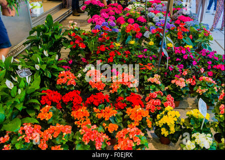 Kouter flower market in Ghent, Belgium, Europe Stock Photo - Alamy