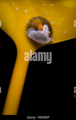 Blue rayed limpet (Patina / Ansates pellucida) with Sea-mat / Lacy ...