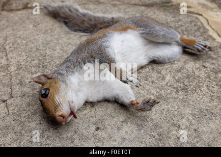 Dead Grey Squirrel on the road - road kill Stock Photo - Alamy