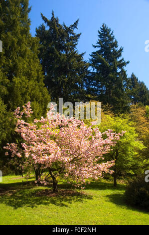Cherry Blossom tree; Seattle arboretum, Washington Stock Photo - Alamy