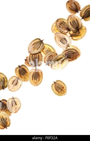 Seeds of Hog weed uk Stock Photo - Alamy