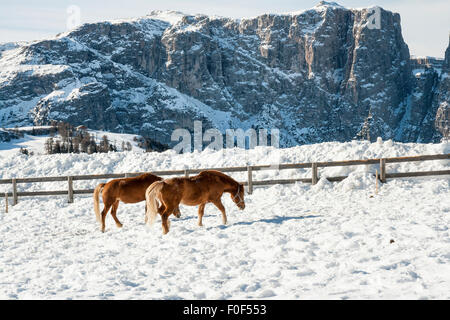 Magnificent ponies on the snow. Dolomites. Val di Fiemme, Italy Stock ...