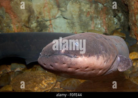 An Electric eel, Electrophorus electricus, from the Amazon River in ...