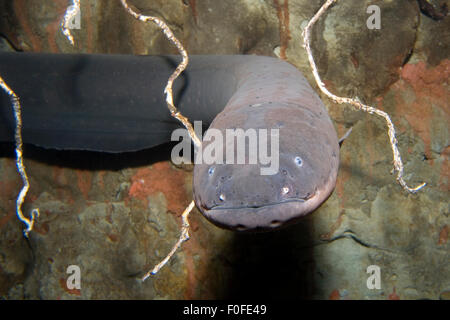 An Electric eel, Electrophorus electricus, from the Amazon River in ...