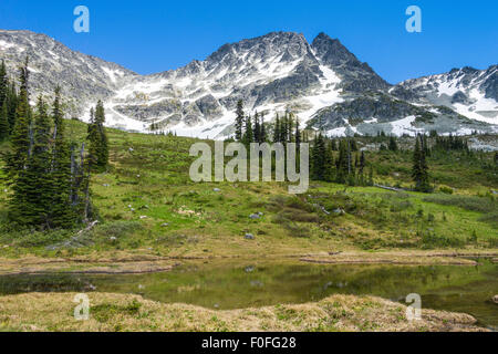 Alpine meadow and peak of Blackcomb Mountain seen from the Overlord ...