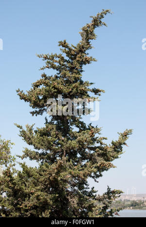 Fresh Cypress twig with growing cones isolated on white background ...
