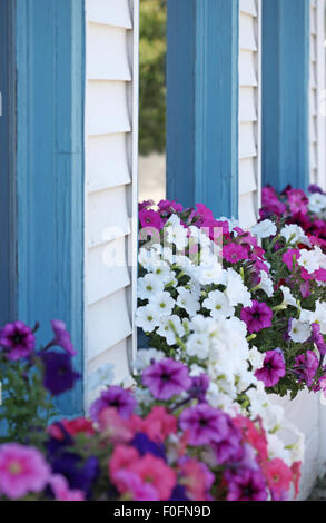 White and pink petunias in window boxes Stock Photo - Alamy