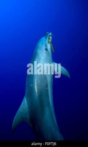 BOTTLE NOSE DOLPHIN SWIMMING ON BLUE CLEAR WATER Stock Photo - Alamy