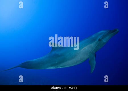 BOTTLE NOSE DOLPHIN SWIMMING ALONE IN CLEAR BLUE WATER Stock Photo - Alamy