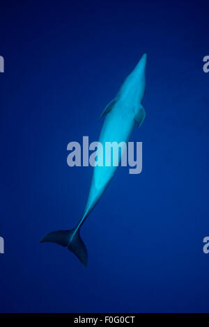 BOTTLE NOSE DOLPHIN SWIMMING ALONE IN CLEAR BLUE WATER Stock Photo - Alamy