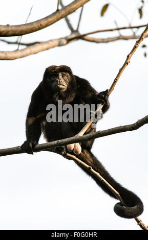 Mantled howler monkey on a tree in teh rainforest in Costa Rica Stock ...