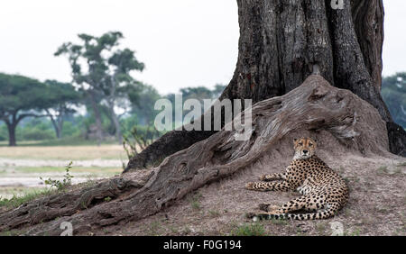 Cheetah resting under tree Stock Photo - Alamy