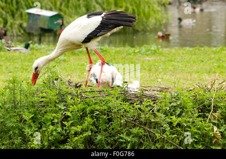 stork eat frog, oasi, white black stork, mammals, stork flying, white ...