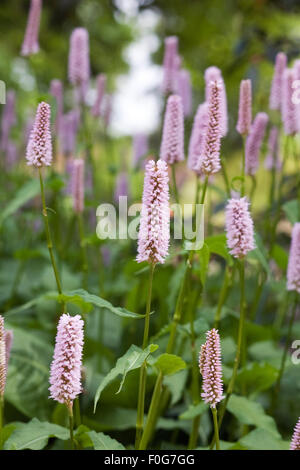 Persicaria bistorta 'Superba' Stock Photo - Alamy