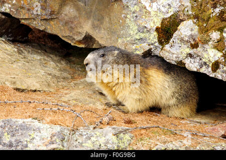 Isolated marmot portrait while yawning, italian marmot, Alps marmot ...