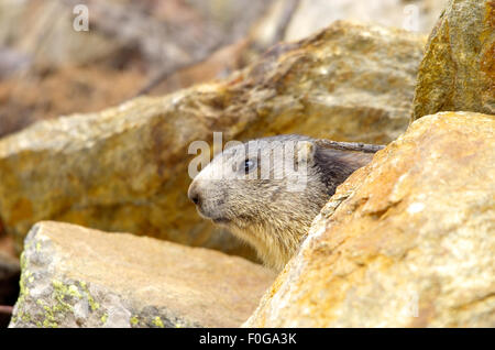 Isolated marmot portrait while yawning, italian marmot, Alps marmot ...