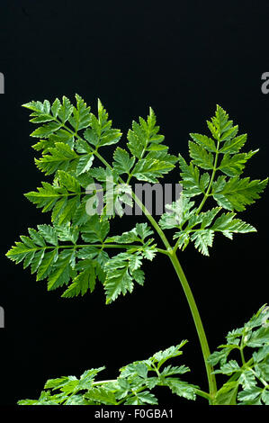 Schierling, Gefleckter, Conium, maculatum Stock Photo - Alamy
