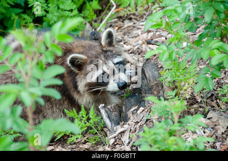 Sitting Raccoon - Montreal - Canada Stock Photo - Alamy