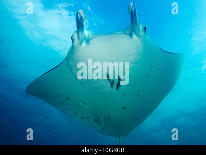 UNDER VIEW OF MANTA RAY SWIMMING CLOSE TO SURFACE Stock Photo - Alamy