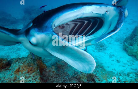 CLOSE-UP VIEW OF MANTA RAY EYES Stock Photo - Alamy