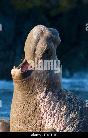 Bull Northern Elephant Seal bellowing (Mirounga angustirostris) Pt ...