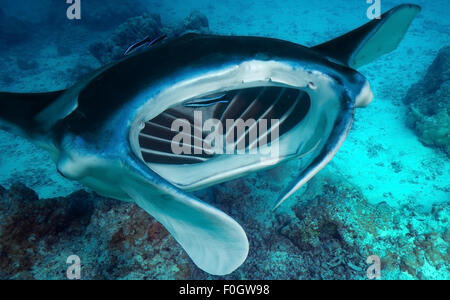 CLOSE-UP VIEW OF MANTA RAY EYES Stock Photo - Alamy