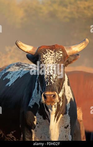 Sanga bull - indigenous cattle breed of northern Namibia, southern ...