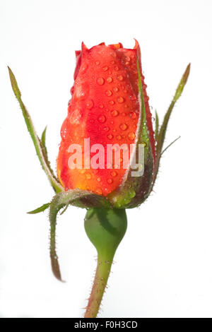 Frische pink Rosen Stock Photo - Alamy