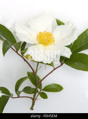 Cherokee rose (Rosa laevigata Stock Photo - Alamy