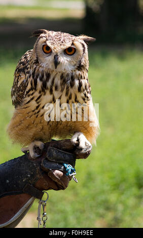 Wildlife predator, rapacious Stock Photo - Alamy