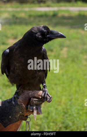 Wildlife predator, rapacious Stock Photo - Alamy