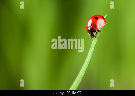 Ladybug running along on blade of green grass Stock Photo - Alamy