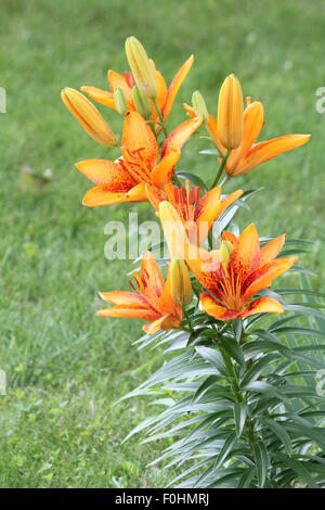 small orange red lily summer bulb bloom Stock Photo - Alamy