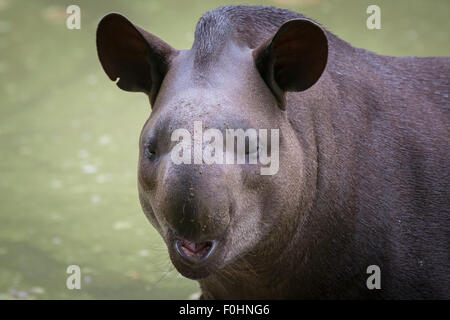 A amusing, funny Tapir smiling Stock Photo - Alamy