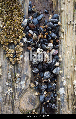 mussel shell barnacle post sea ocean water crustacean sharp growth ...