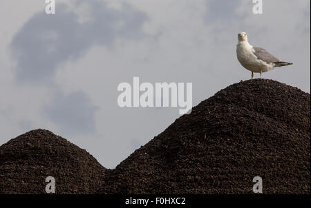 Seagull on Gravel Pit Storm Clouds Saskatchewan Canada Stock Photo - Alamy