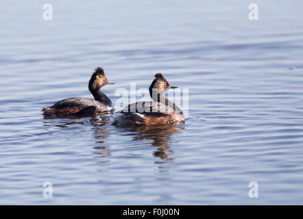 Eared Grebe with Babies Saskatchewan Marsh Canada Stock Photo - Alamy