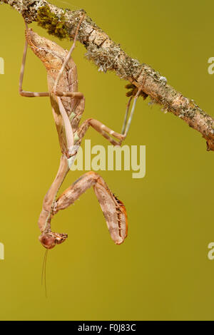 Cryptic mantis (Sibylla pretiosa), East Africa, captive Stock Photo - Alamy