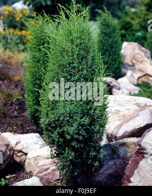 Wacholder, Juniperis communis Stock Photo - Alamy