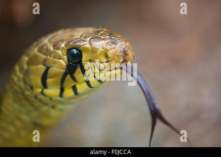 Closeup of yellow and black python snake head found in Costa Rica Stock ...