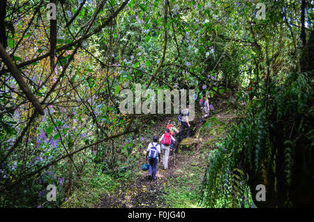 Tourists during the ascent of Mount Cameroon (Mount Fako), the highest ...