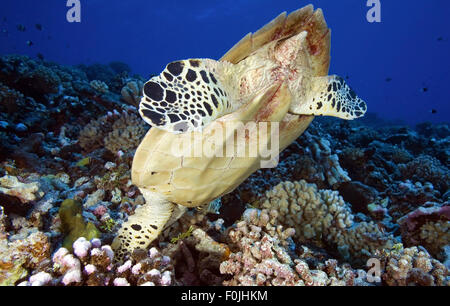HAWKBILL SEA TURTLE EATING SPONGE ON THE CORAL REEF Stock Photo - Alamy