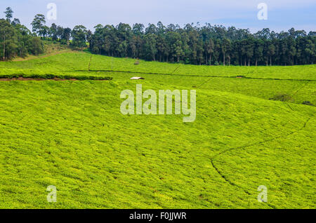 Tea plantations along the Bamenda ring road, Cameroon Stock Photo - Alamy
