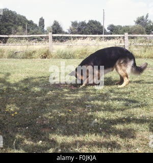 A German Shepherd dog digging in the sand at Falmouth's Gyllyngvase ...