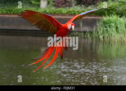 South American Scarlet macaw (Ara macao) with spread wings landing on ...